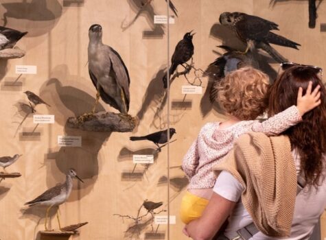 Nature Museum | Birds of Chicago