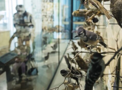 Nature Museum | Birds of Chicago