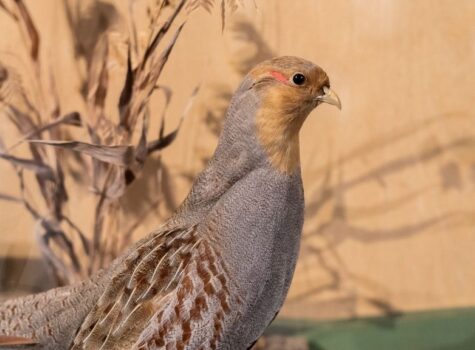 Nature Museum | Birds of Chicago