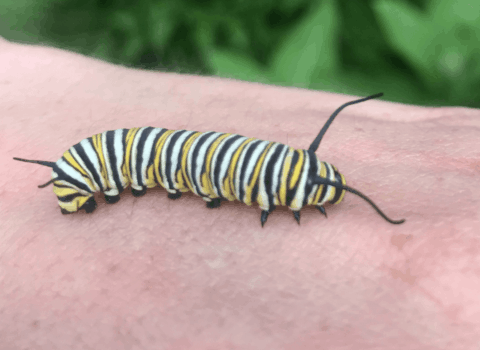 Nature Museum | Mysterious mimicry