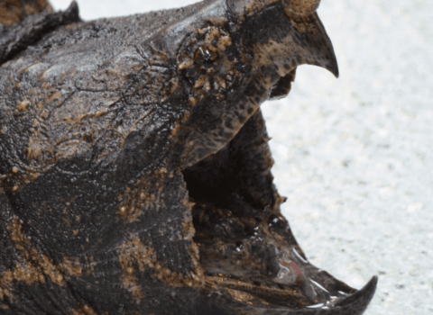 Nature Museum | Mysterious mimicry