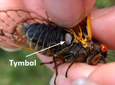 Nature Museum | Everything You Need To Know About…