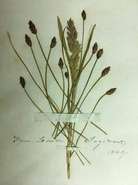 Nature Museum | Elizabeth Emerson Atwater