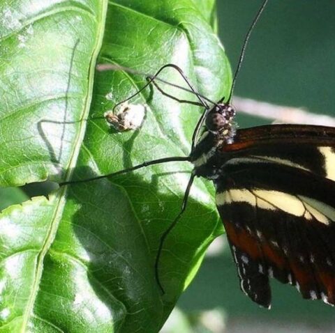 Nature Museum | What do butterflies eat?
