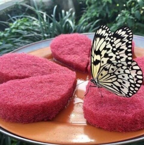 Nature Museum | What do butterflies eat?