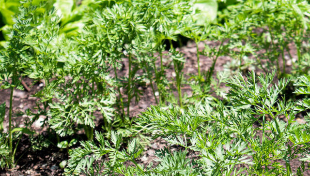 Nature Museum | Deb Lahey Nature Trails