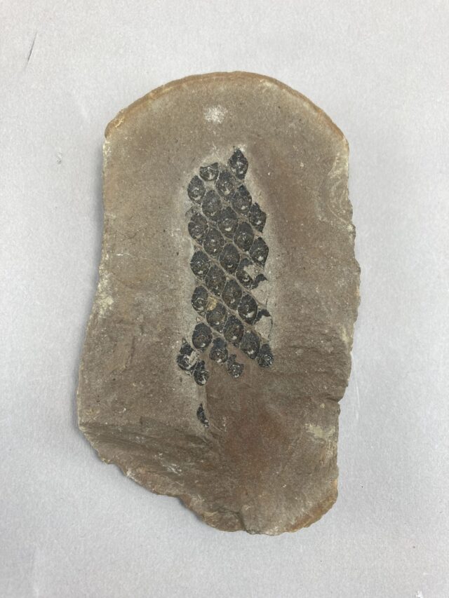 Nature Museum | Club Mosses and their Mighty Ancestors