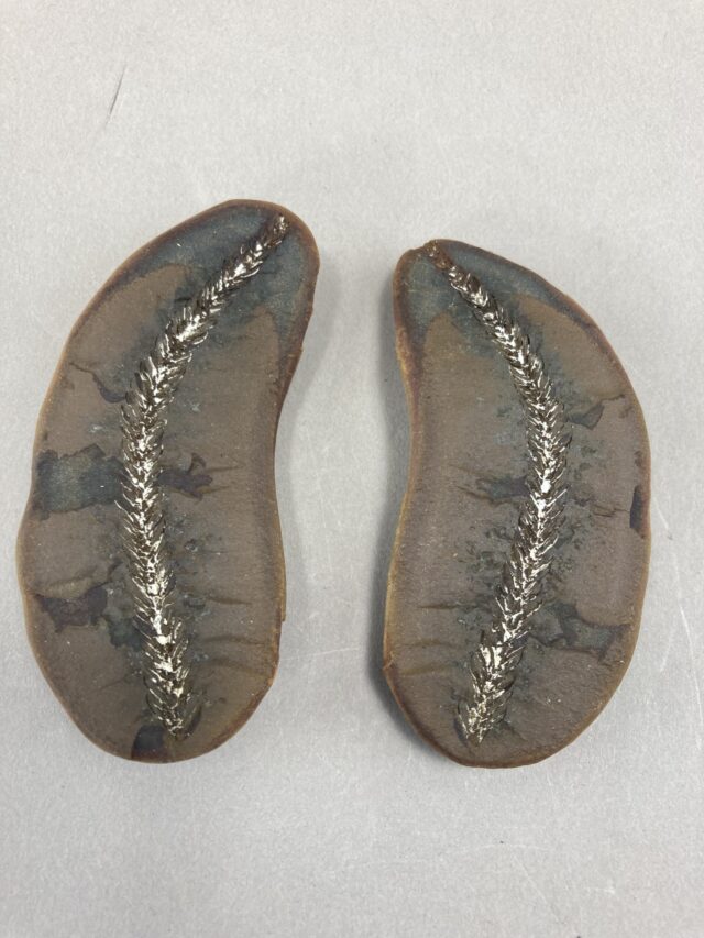 Nature Museum | Club Mosses and their Mighty Ancestors