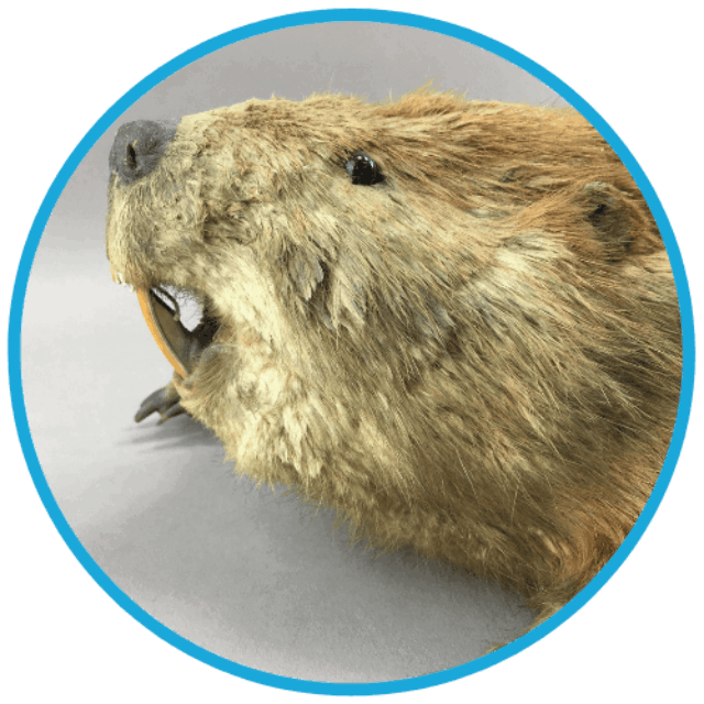 Nature Museum | Nearly extinct species