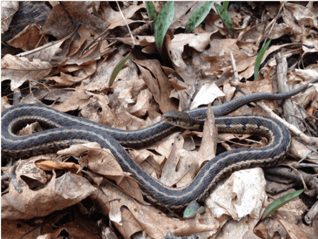 Nature Museum | What do snakes do in the winter?