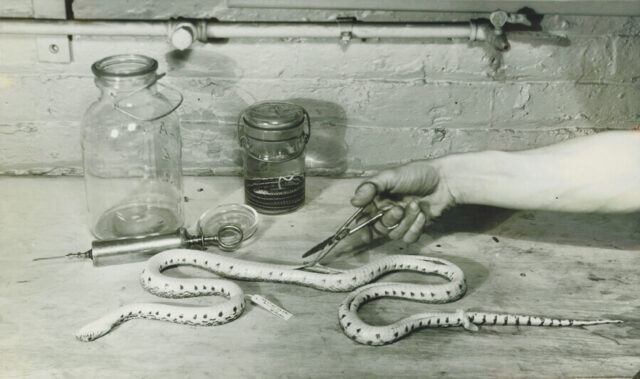 Nature Museum | How do museums preserve reptile…