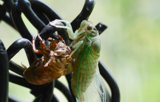 Nature Museum | Everything You Need To Know About…