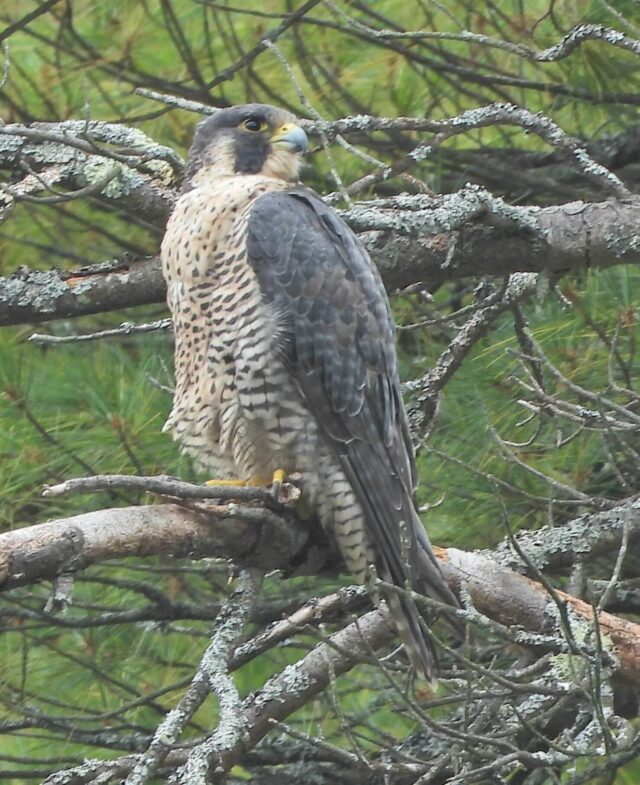 Nature Museum | Invasive birds in Chicago?