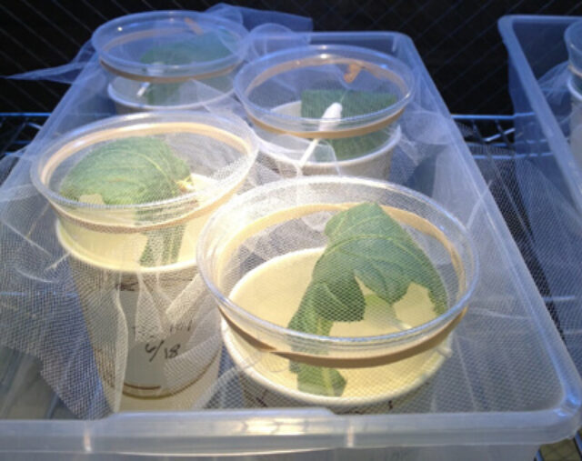 Nature Museum | The Return of Swamp Metalmarks