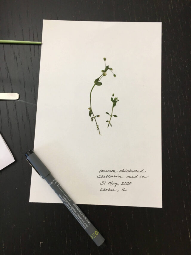 Nature Museum | Mounting plant specimens at home