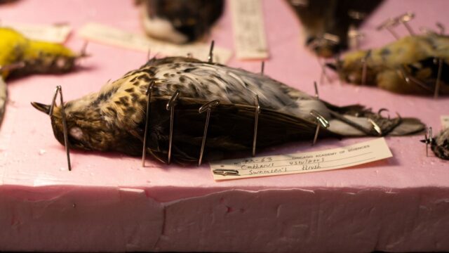 Nature Museum | The Process of Taxidermy
