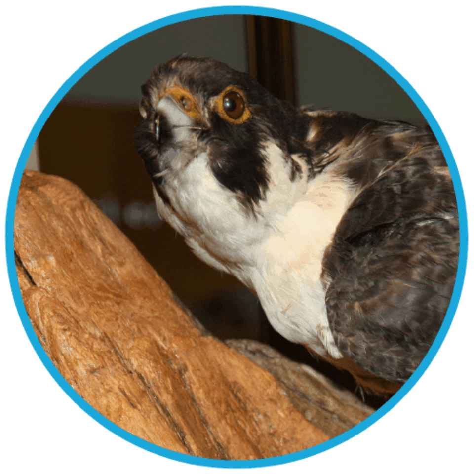 Nature Museum | Nearly extinct species