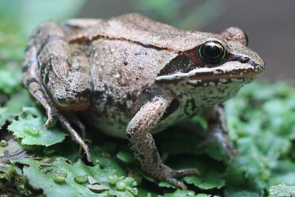 Nature Museum | Calling Frog Survey Resources